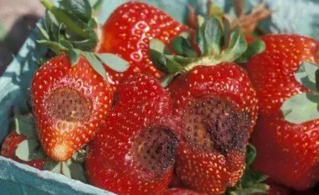 Cutar strawberry