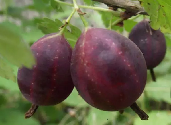 Black gooseberry