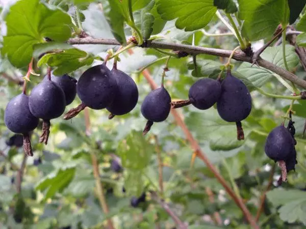 Black gooseberry