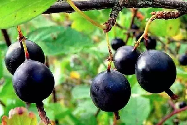 Black gooseberry