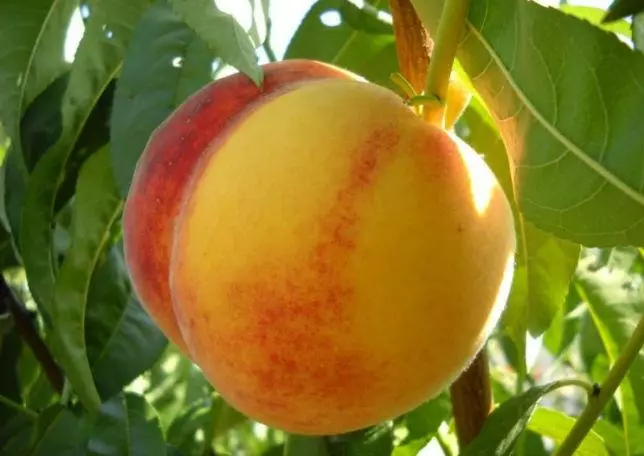 Peise Peach