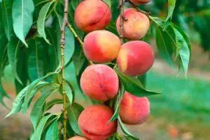 The best ways of breeding peach and agrotechnology rules