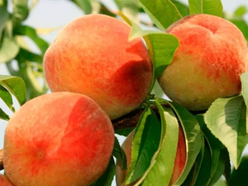 I-Peach Golden yeGubile