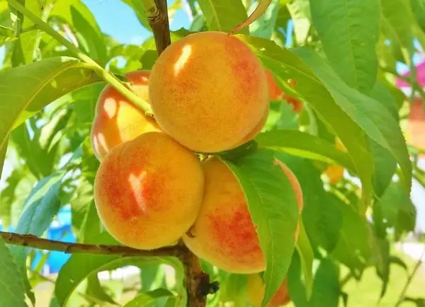 Peach Golden Jubilee