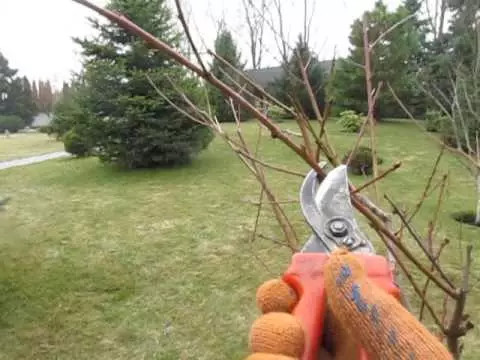 Pruning peach