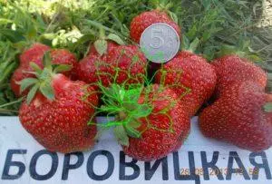 Paglalarawan at katangian ng strawberries Borovitskaya grade, paglilinang at pagpaparami