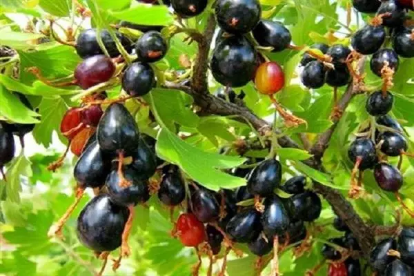Berries txawv txawv
