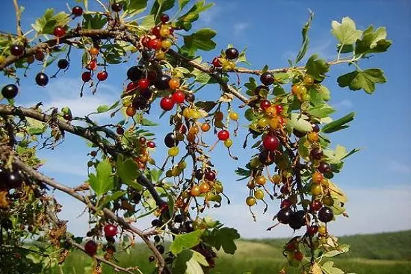 blå himmel