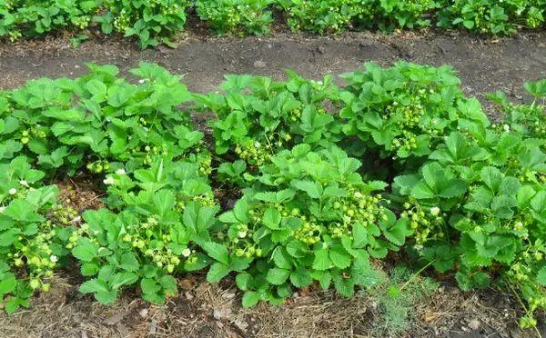 Girma strawberries