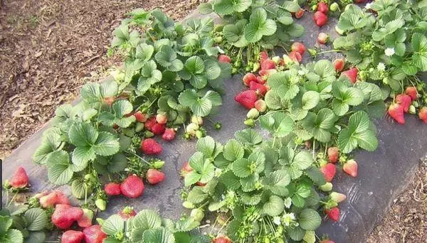 Strawberry breeding.