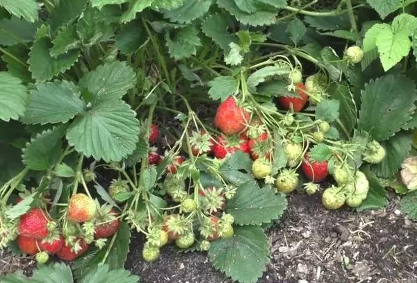 Bushes na strawberries