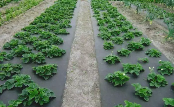 Mulching strawberries.