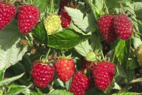 ຫມາກໄມ້ຂອງ raspberries