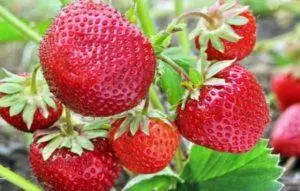 Icyiciro cyiza udafite strawberry, kubyara, kugwa no kwitaho