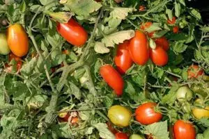 Tomate Ercol, característico e colleita