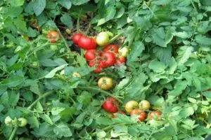 Celebra de tomate característica e descrición