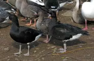 Katerangan sareng ciri tina geese blacke, priv sareng kontra sareng beternak