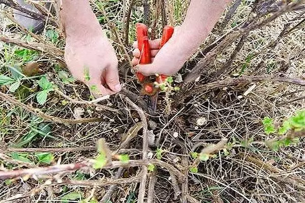 Салбаруудыг зайлуулах