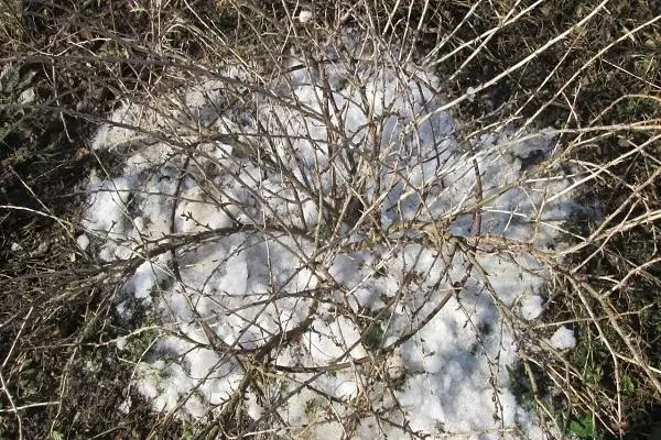 Nieve en la tierra