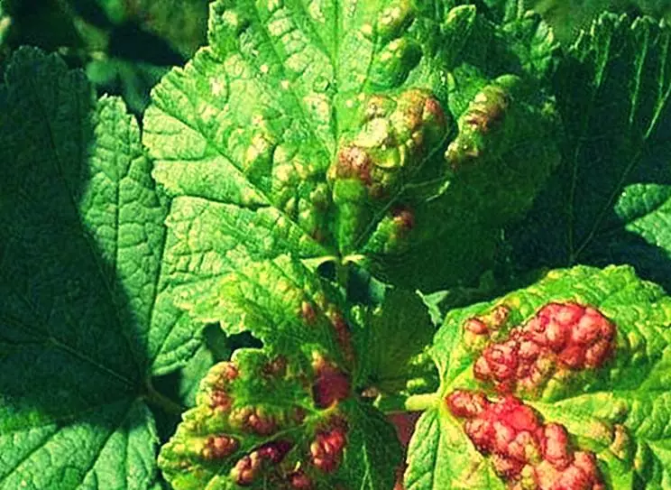Antraznosis currant.