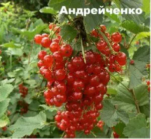 Περιγραφή της ποικιλίας κόκκινης σταφίδας Andreichenko, προσγείωση και καλλιέργεια