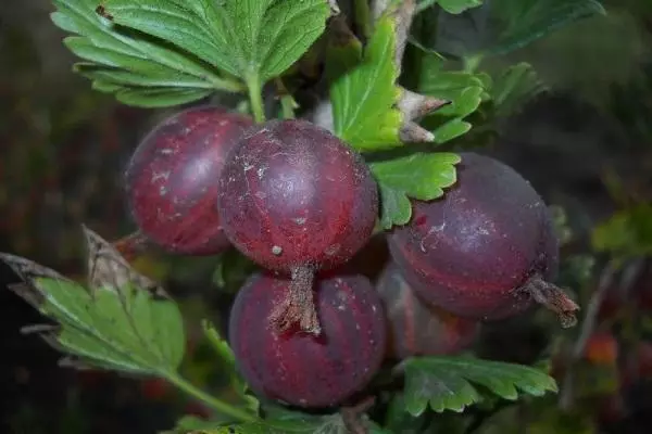 သစ်သီး orlenok သစ်သီးဝလံ။