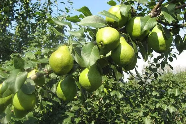 Muscovite pear