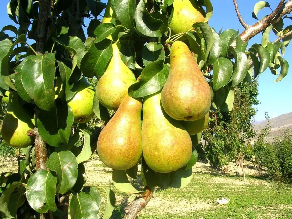 Pear Wonderland