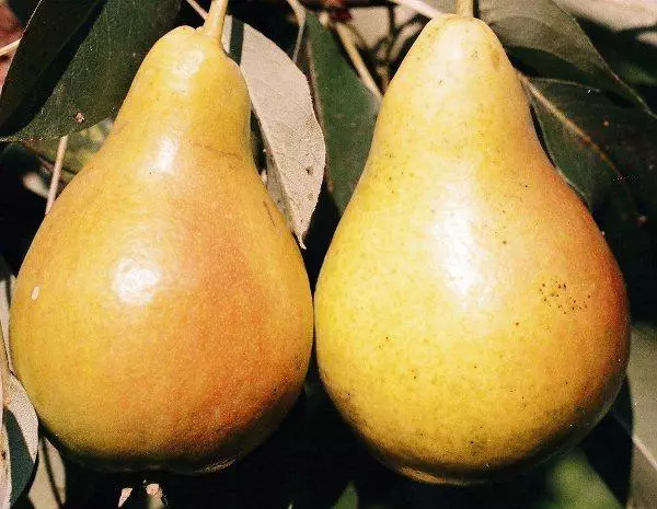 Pear Chizhovskaya