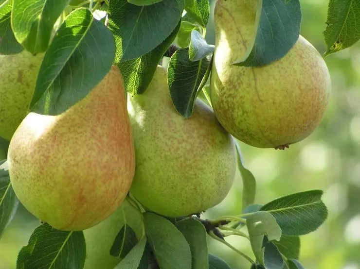 Pear Saratovka.
