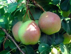 Armut Grade Tatlı, Bakım ve Yetiştirme Açıklaması ve Özellikleri