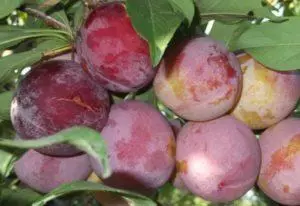 Descrición da variedade de ameixas Otdarka Premier e Persianthip, crecemento e coidado