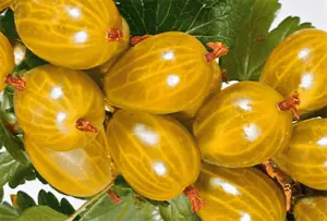 Descripción y características de Gorgeous Gorgy Amber, Cultivation and Reproduction