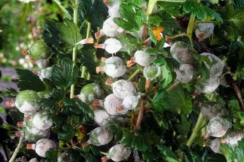 Puffy nida fuq berries