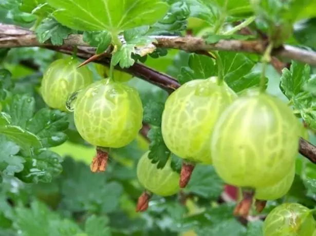 Gooseberry Malachite.