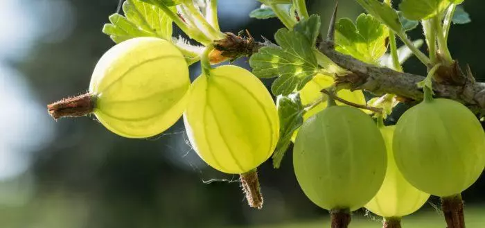 агрэст малахіт