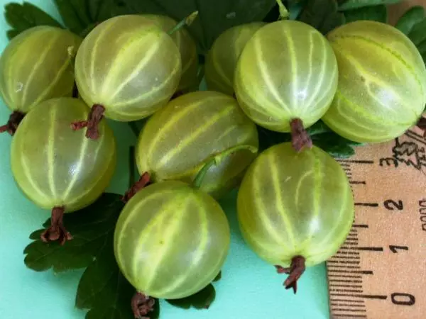 Gooseberry Malachite.