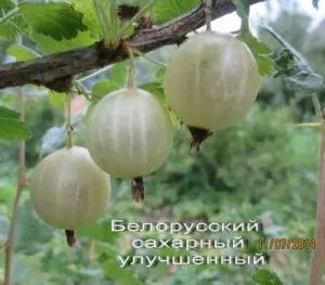 Descrizione del genere della gooseberry Bielorussiano zucchero, atterraggio e cura