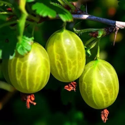 Gooseberry Malachite.