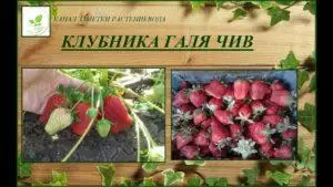 Priskribo kaj karakterizaĵoj de Strawberry Variety Galya Chive, Landing kaj Growing