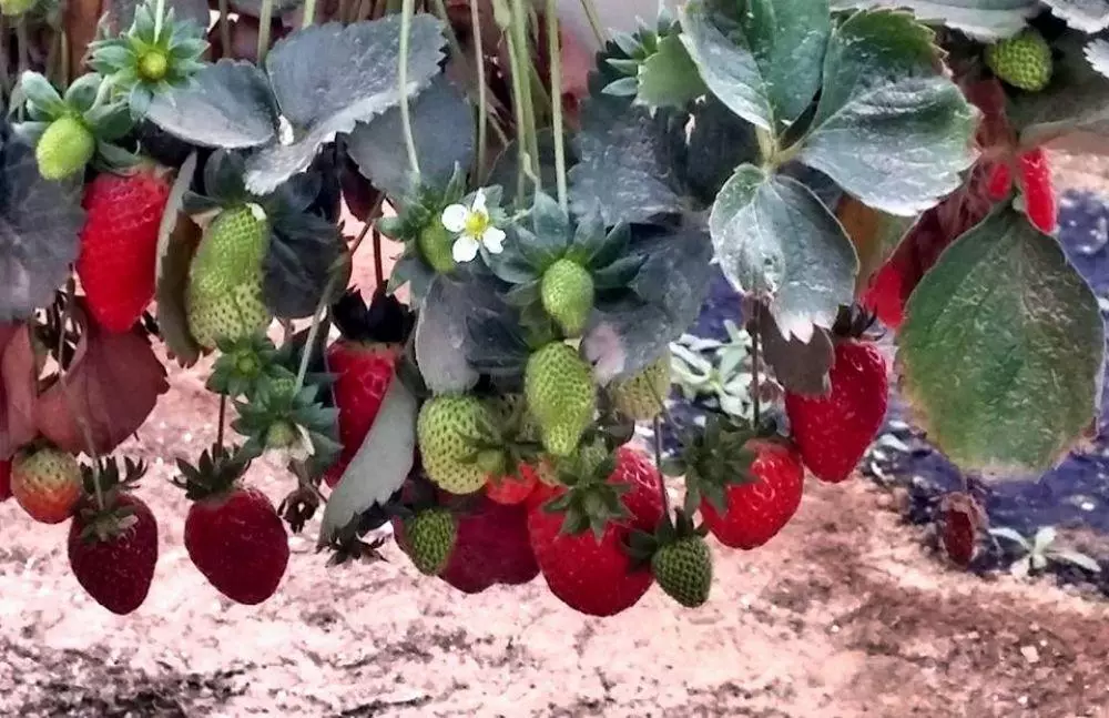 Modne jordbær