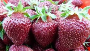 Tsananguro uye hunhu hwe strawberries rubin dzakasiyana-siyana, kutakura uye kukura