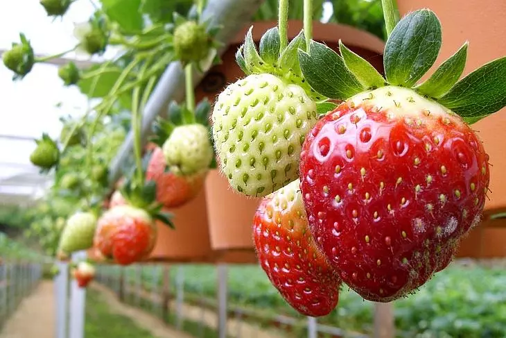 Groeiende aardbeien