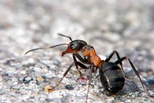 Mrówki lasów