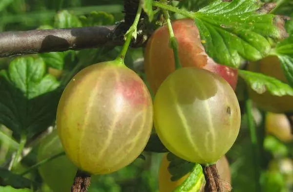 Gooseberry iombonana