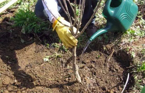 ගසකට වතුර දැමීම