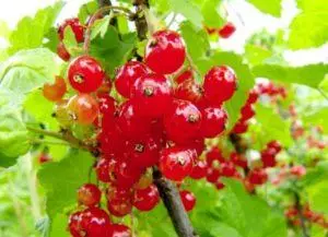 Description of the red currant varieties of marmaladynitsa, landing and care