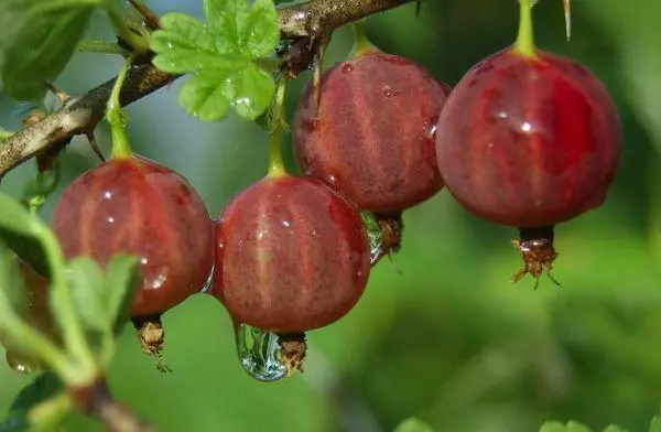 Fruta gooseberry