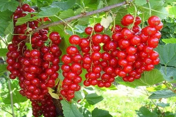 Red Currants.