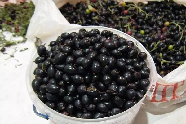 काळा berries